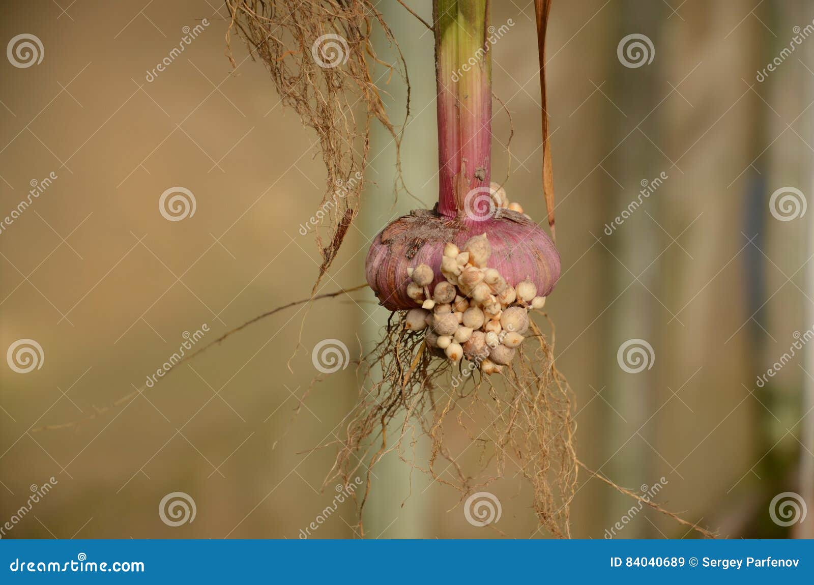 Gladiolus bulb stock image. Image of macro, garden, nature - 84040689