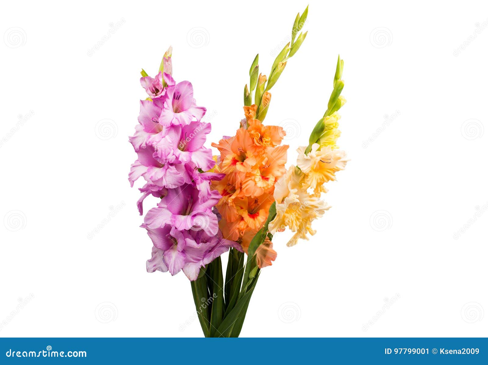 Gladiolus Color Flower Isolated Stock Image - Image of botanic, flower ...