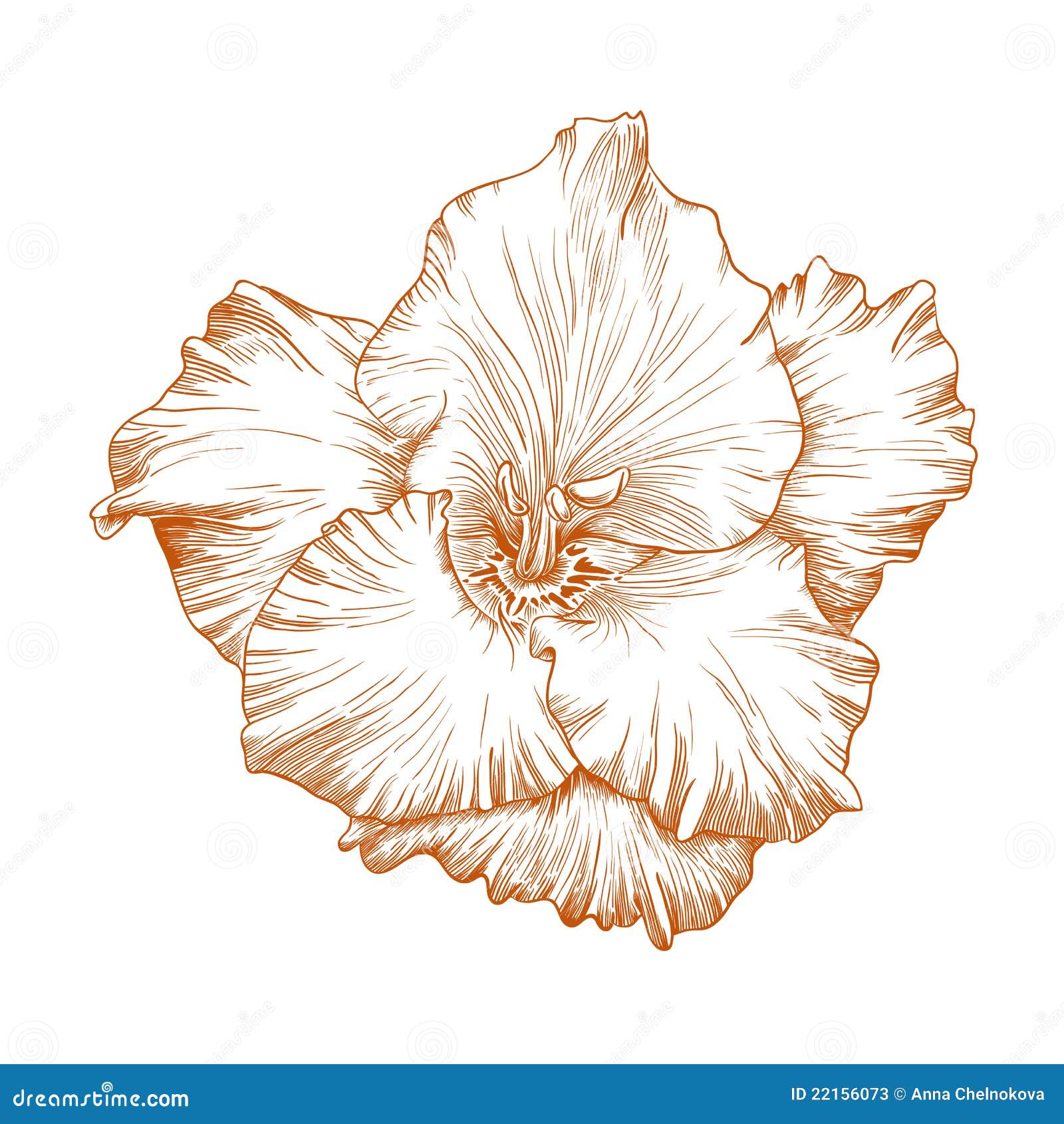 Gladiolus. Flower Illustration Isolated On White. Hand Drawing ...