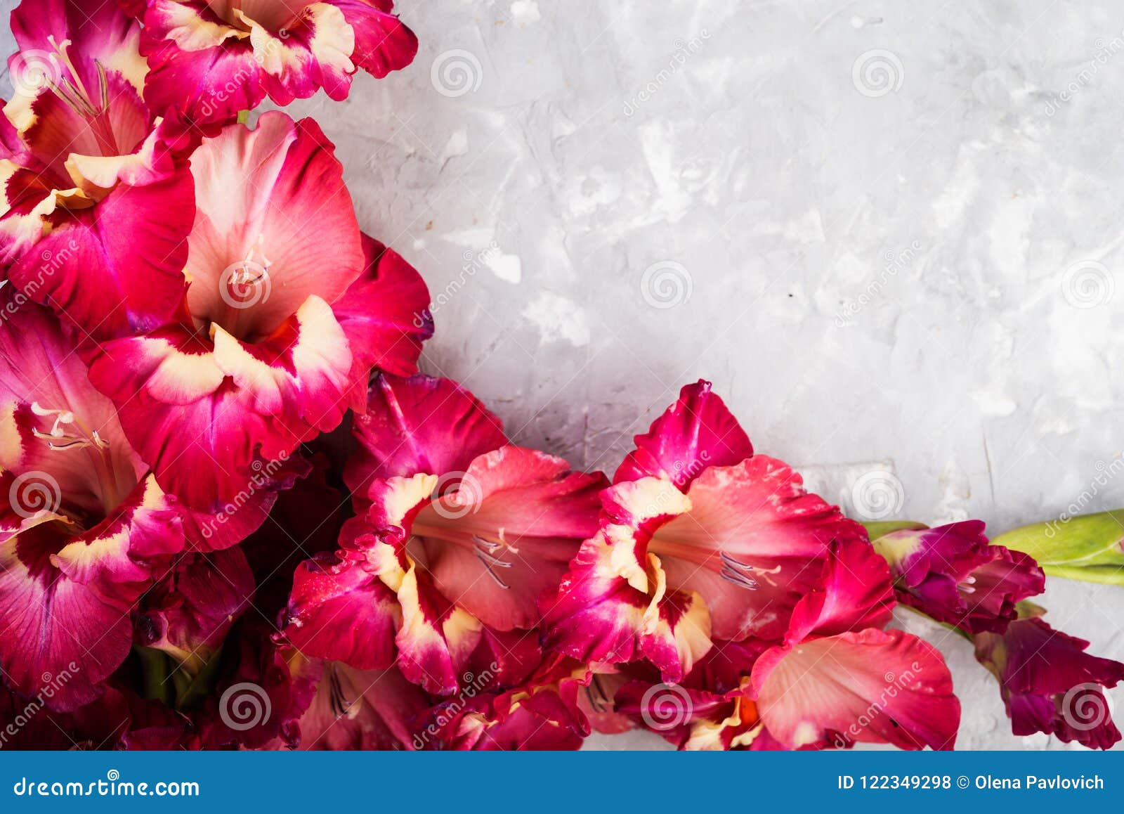 Gladiolus Flower Background Stock Photo - Image of white, natural ...