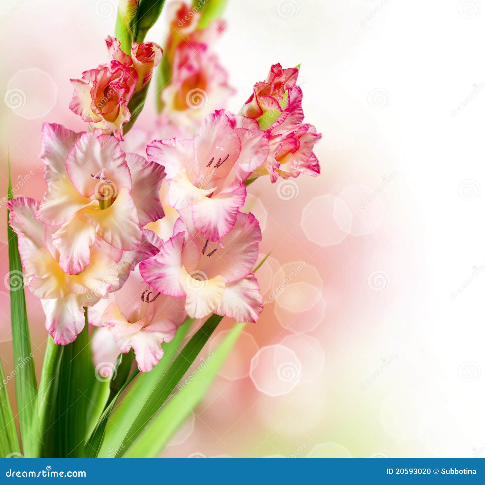 Gladiolus Flowers stock photo. Image of colour, autumnal - 20593020