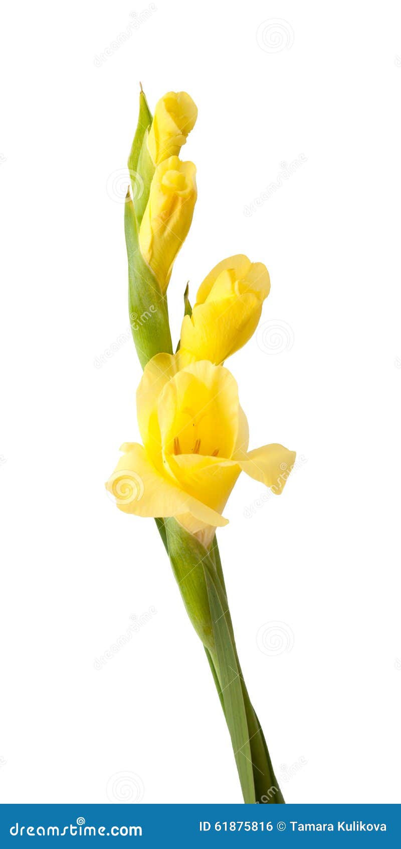 Gladiolus isolated stock photo. Image of perennial, blooming - 61875816