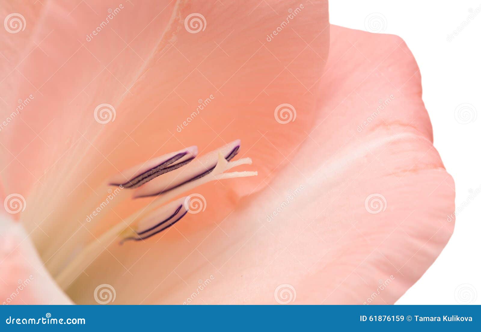 Gladiolus isolated stock image. Image of gentle, family - 61876159