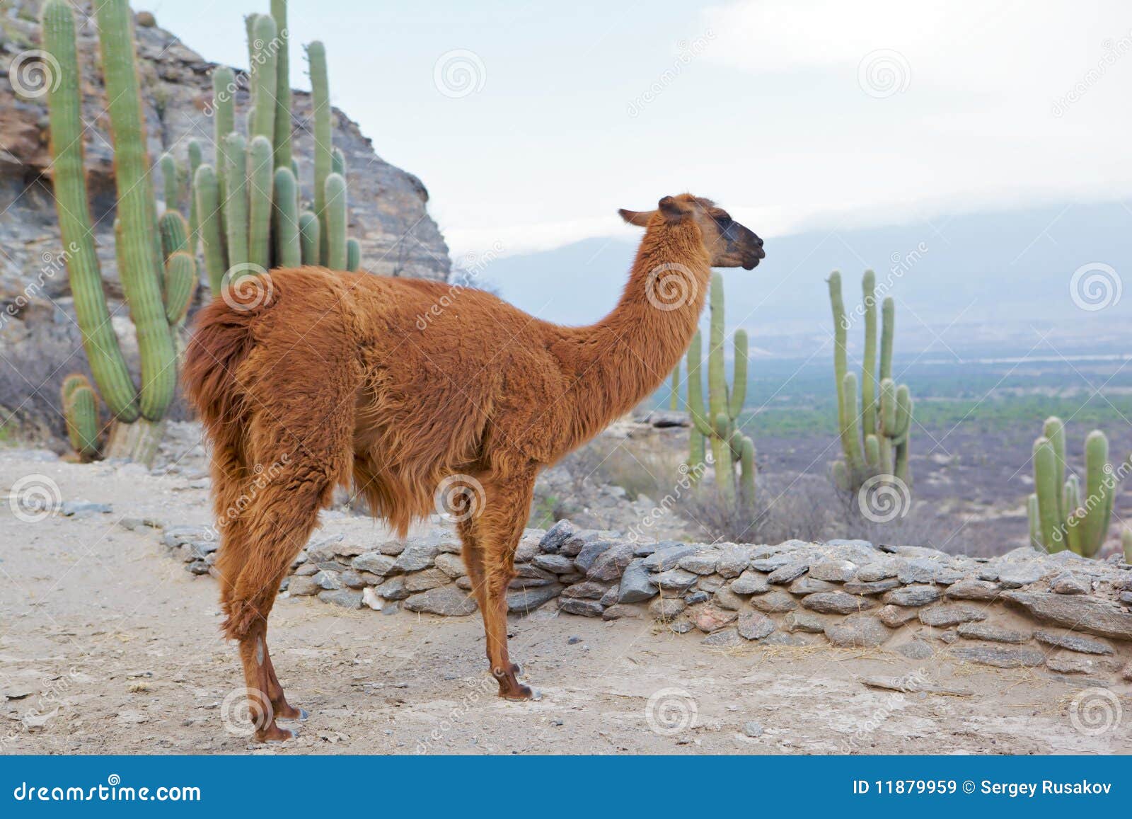 Glama van de lama stock afbeelding. Image of zoogdier - 11879959