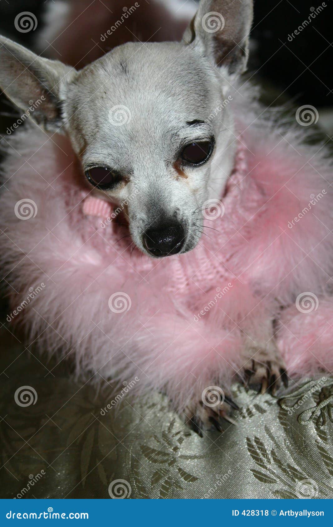 Glamour Dog stock photo. Image of fluffy, clad, apparel - 428318