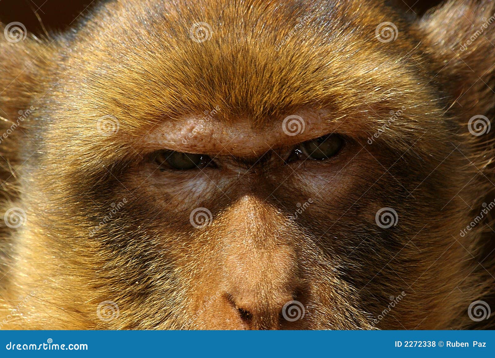 The glance of the monkey stock photo. Image of fangs, cage - 2272338