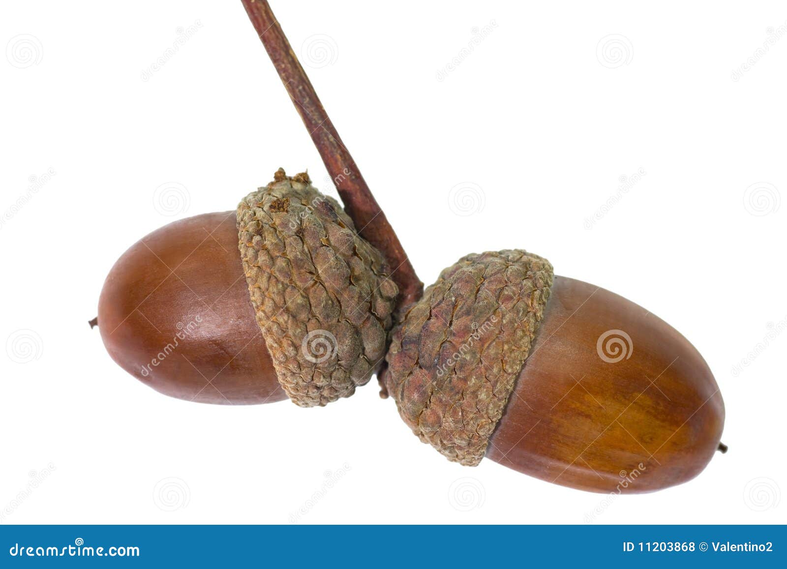 Gland photo stock. Image du botanique, normal, gland - 11203868