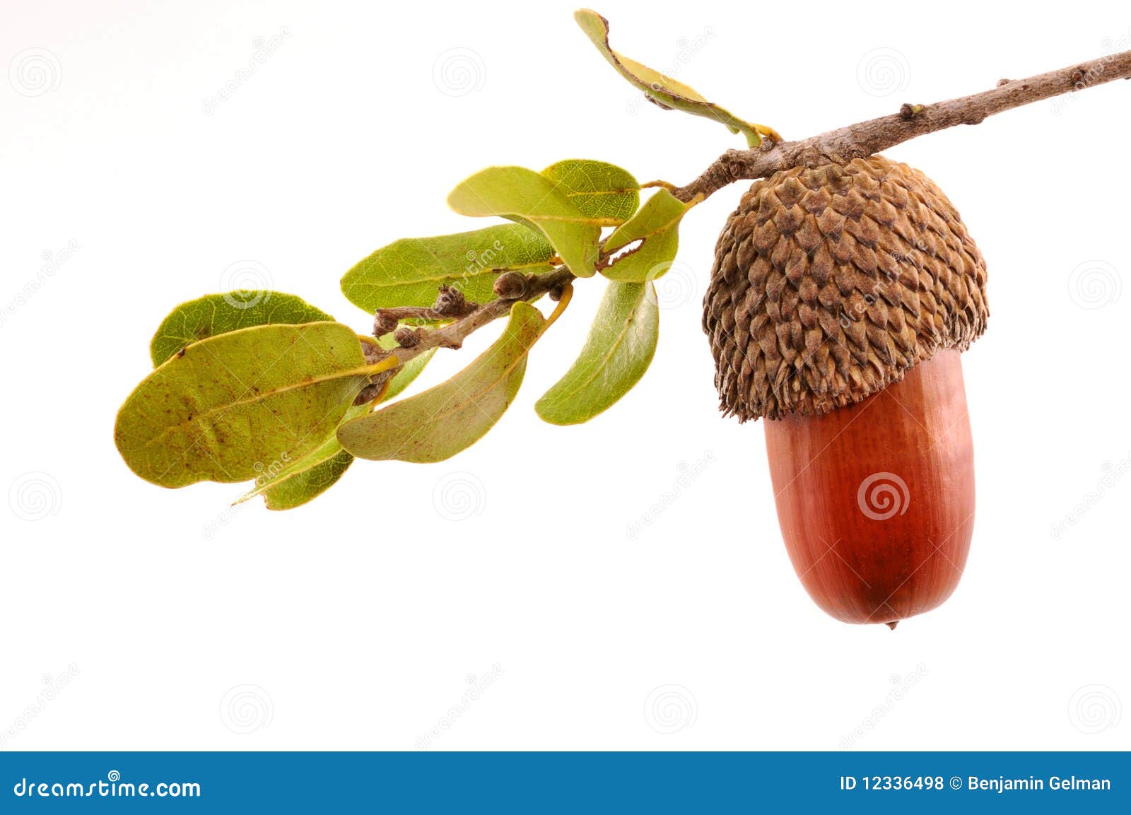 Gland photo stock. Image du nature, débuts, arbre, germez - 12336498