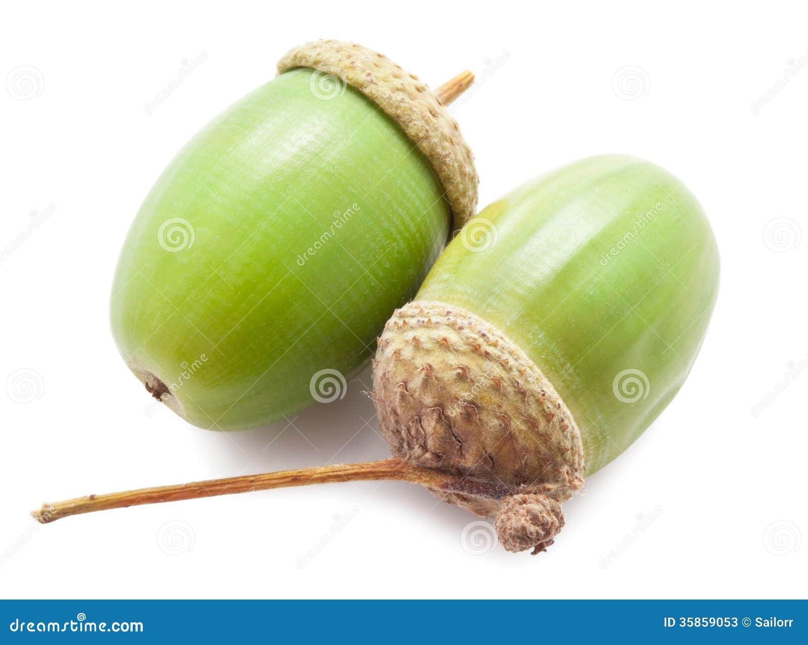 Gland image stock. Image du chêne, chapeau, fermer, botanique - 35859053