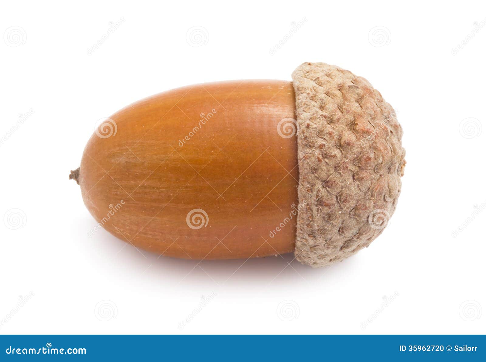 Gland photo stock. Image du chêne, isolement, fond, noix - 35962720