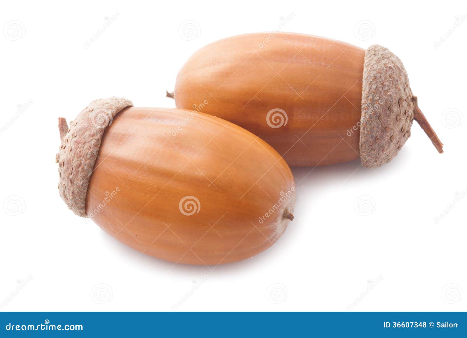 Gland photo stock. Image du forêt, automne, blanc, fermer - 36607348