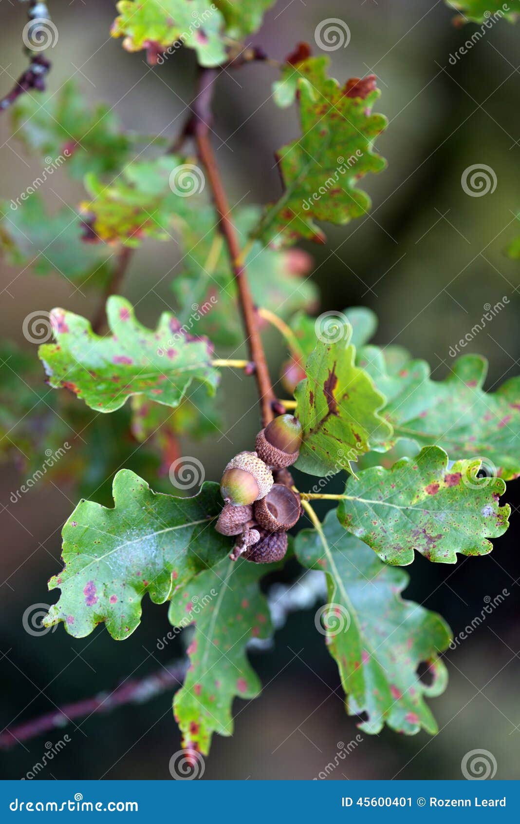 Gland image stock. Image du petit, arbre, nature, saisonnier - 45600401