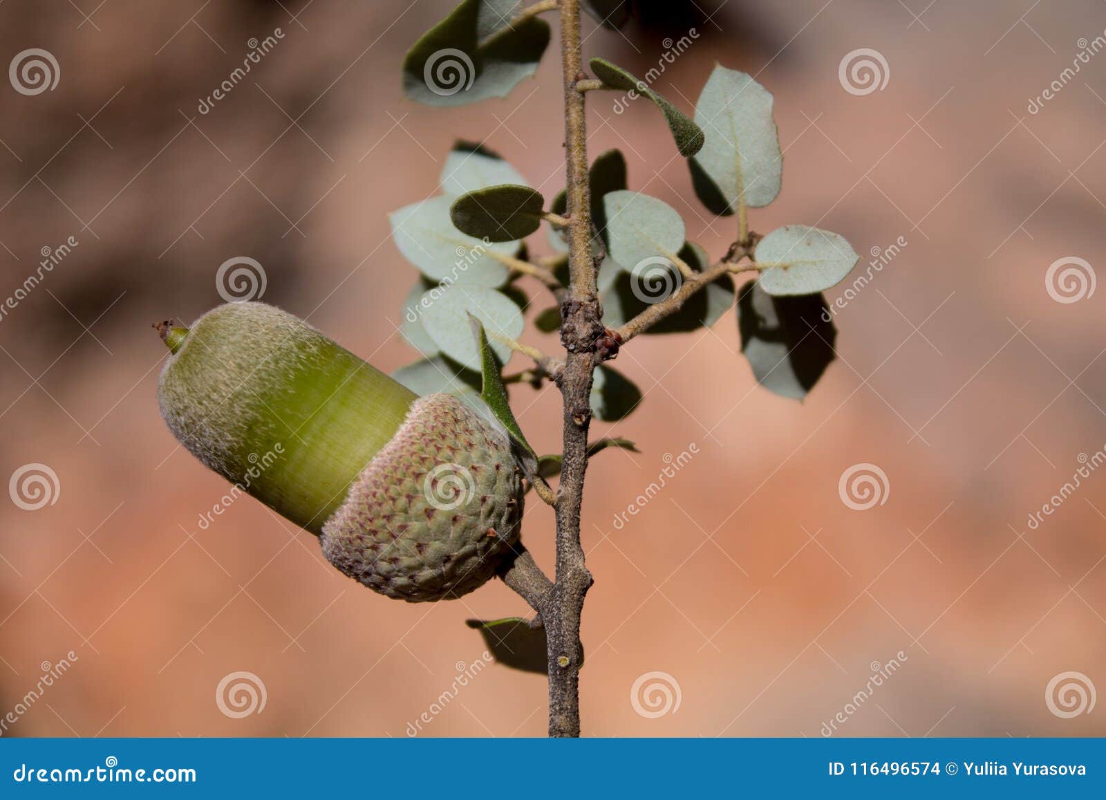 Gland Vert Sur Une Branche D'arbre Photo stock - Image du gland ...