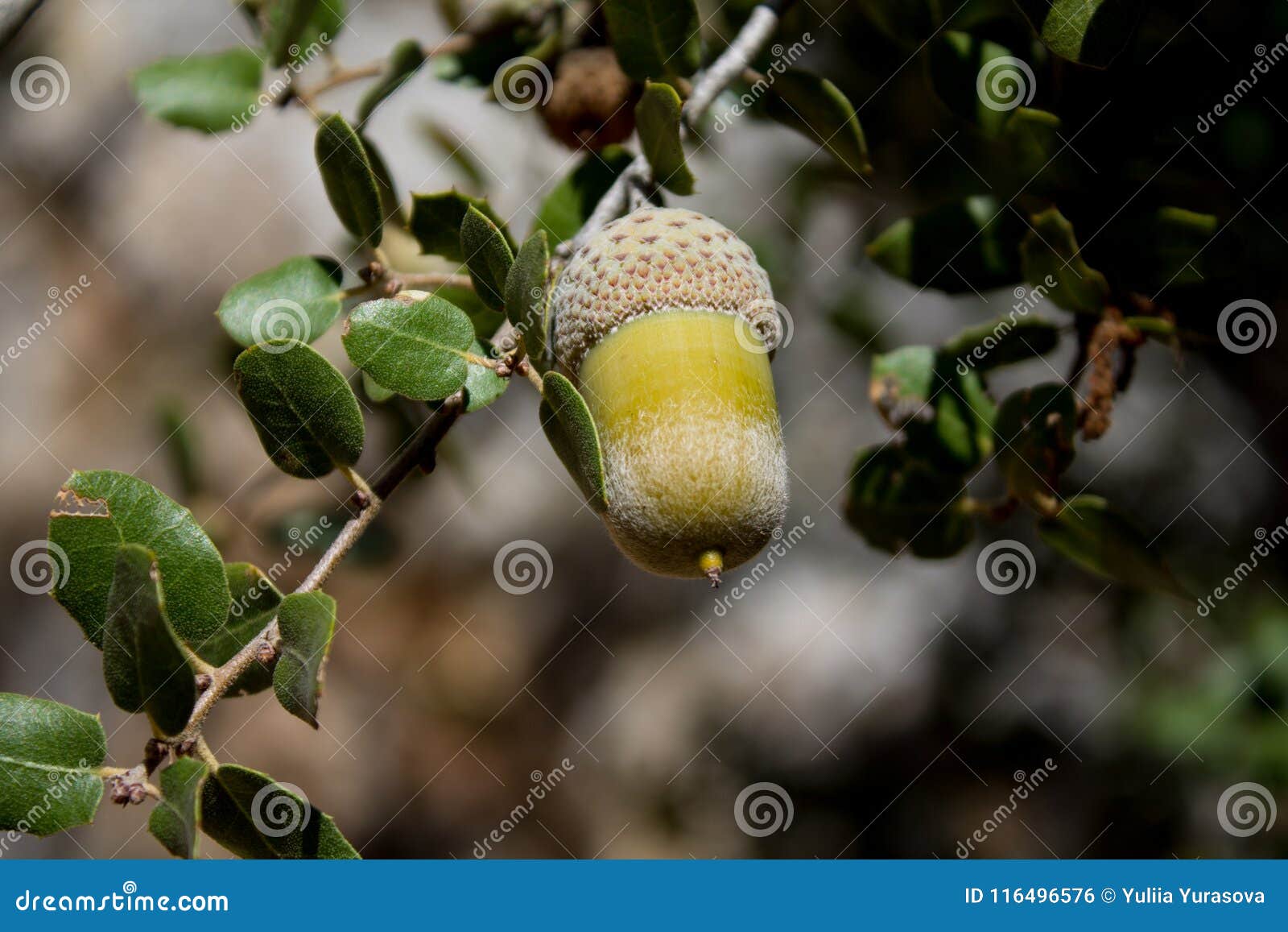 Gland Vert Sur Une Branche D'arbre Photo stock - Image du couleur ...