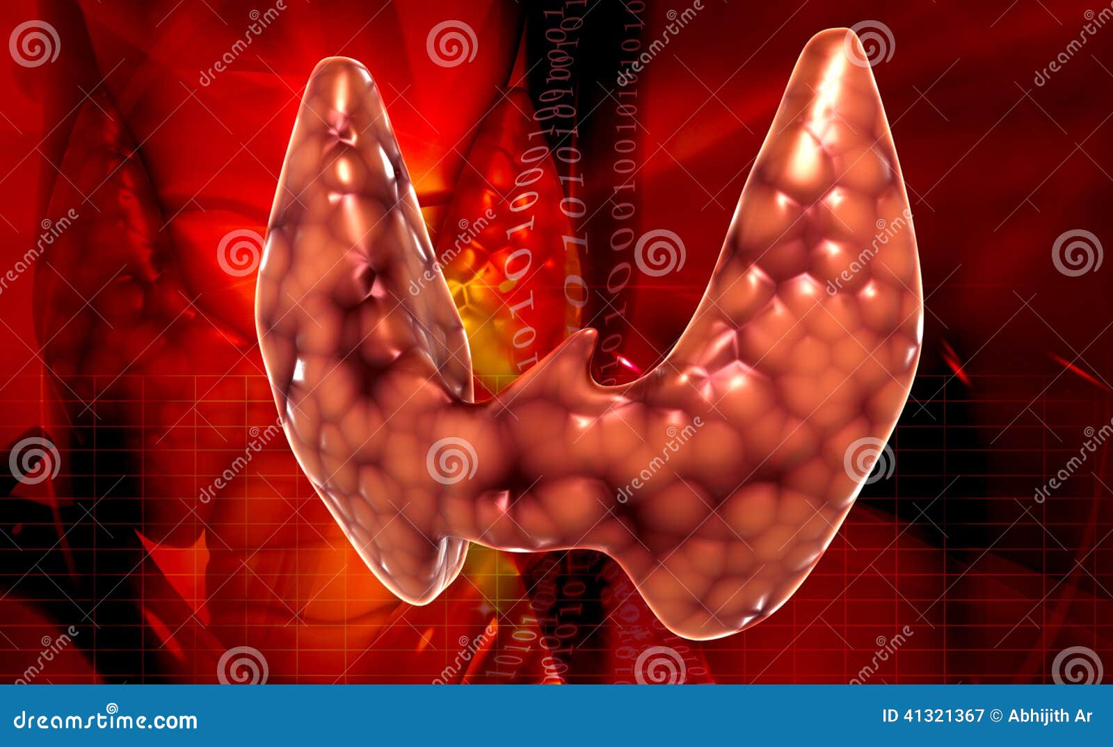 Glande Parathyroïde Endocrinienne Illustration Stock - Illustration du ...
