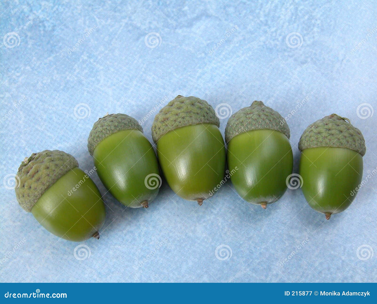 Glands image stock. Image du nature, automne, arbre, arbres - 215877