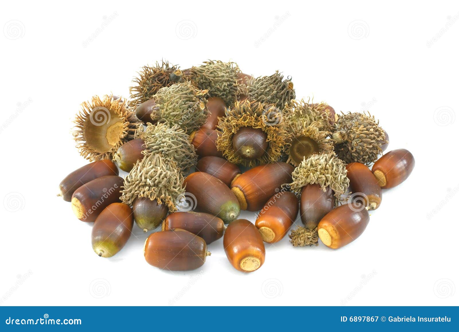 Glands image stock. Image du blanc, automne, détail, chêne - 6897867