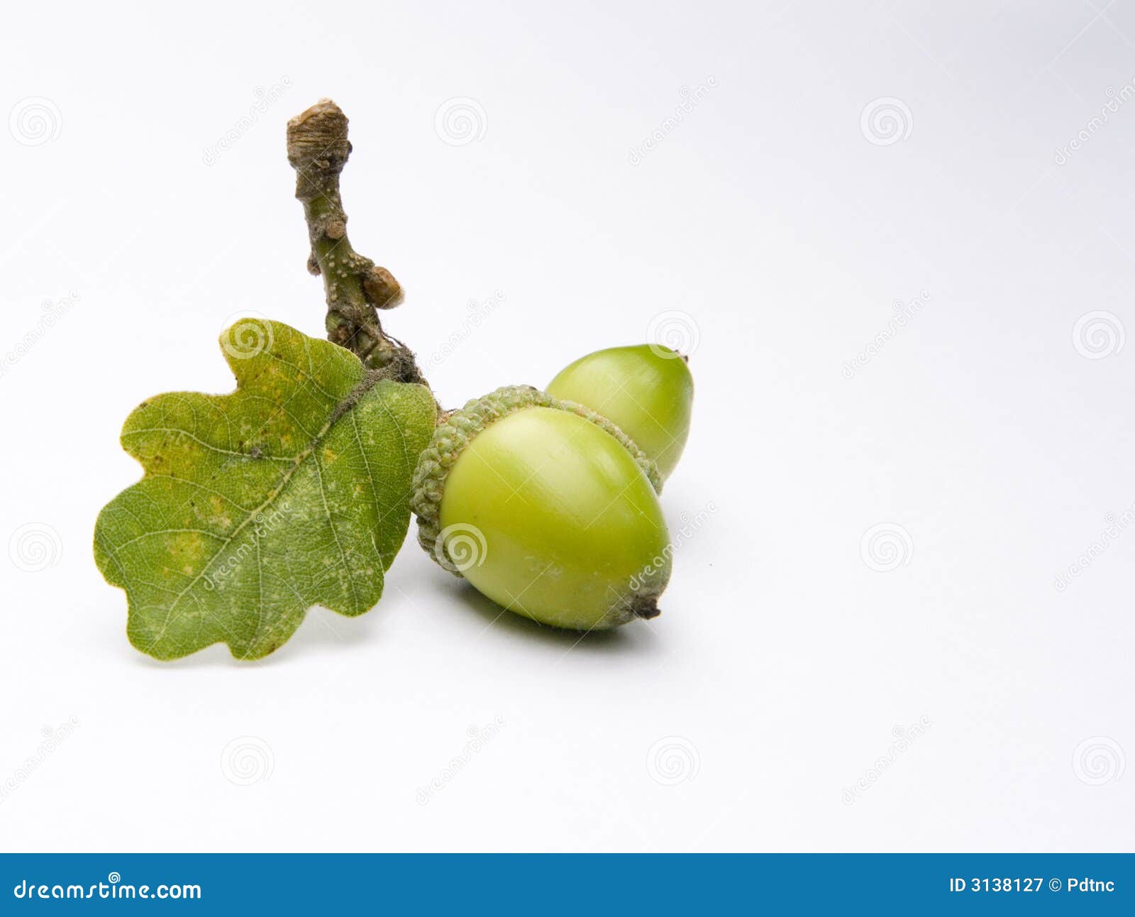 Glands d'un arbre de chêne image stock. Image du superficiel - 3138127