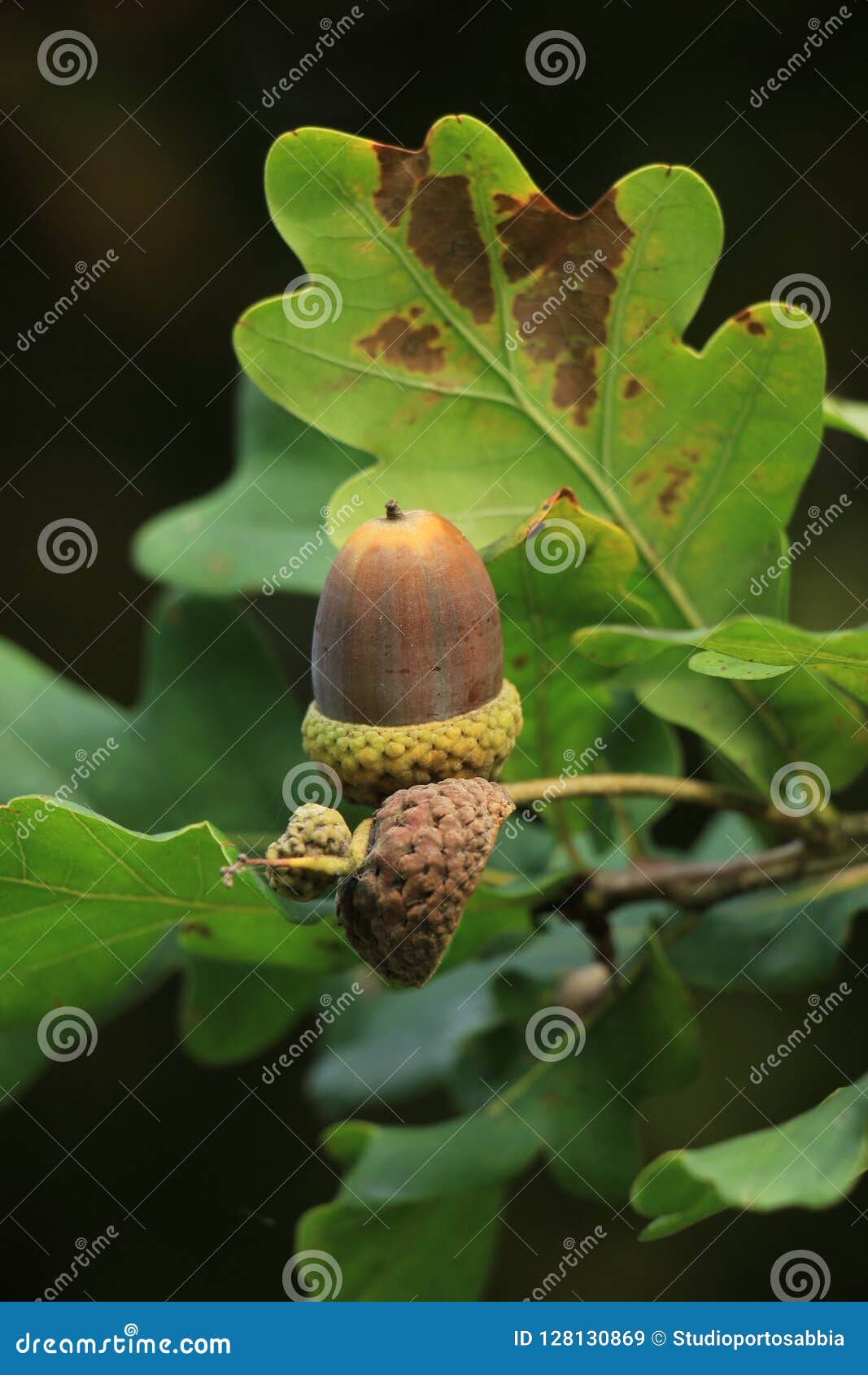 Glands dans un arbre image stock. Image du lames, soleil - 128130869