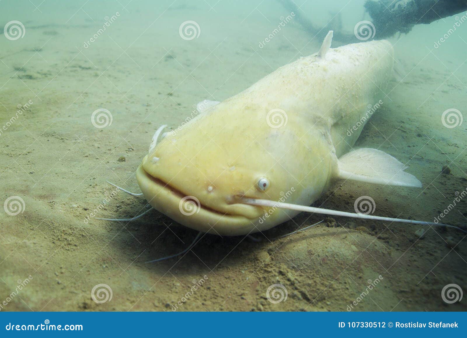 Glanis Del Silurus Del Siluro Europeo Foto de archivo - Imagen de ...