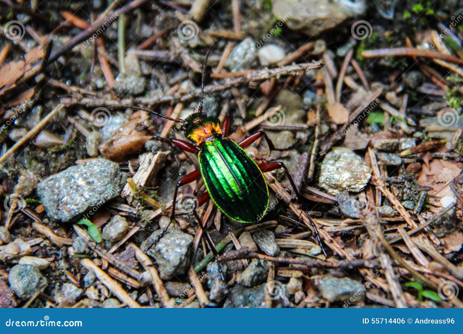 Glanzend Groen Insect stock foto. Image of kleur, insect - 55714406