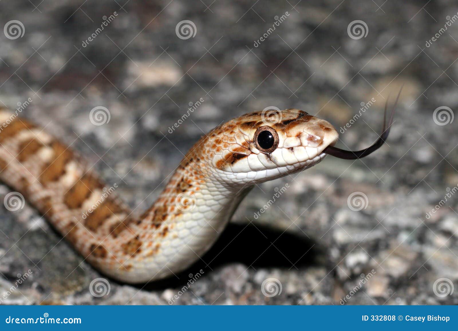 Glanzende Flicking Tong stock foto. Image of nachtelijk - 332808