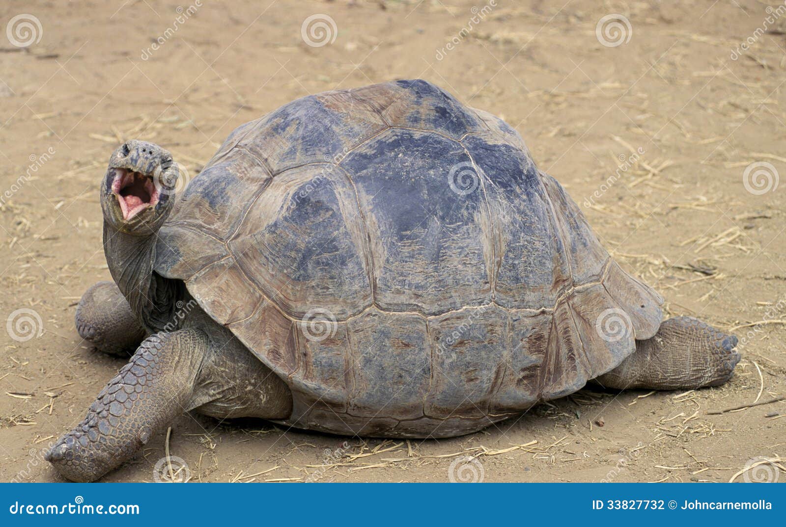 Glapagos tortoise stock photo. Image of open, slow, wildlife - 33827732