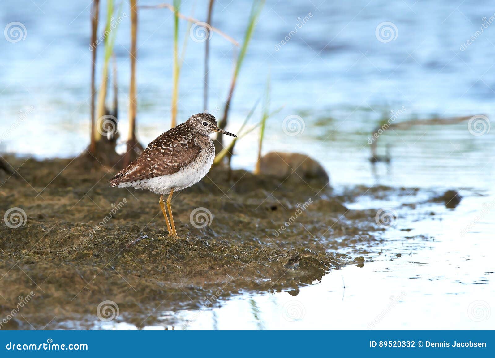 Glareola De Madera Del Tringa De La Lavandera Foto de archivo - Imagen ...
