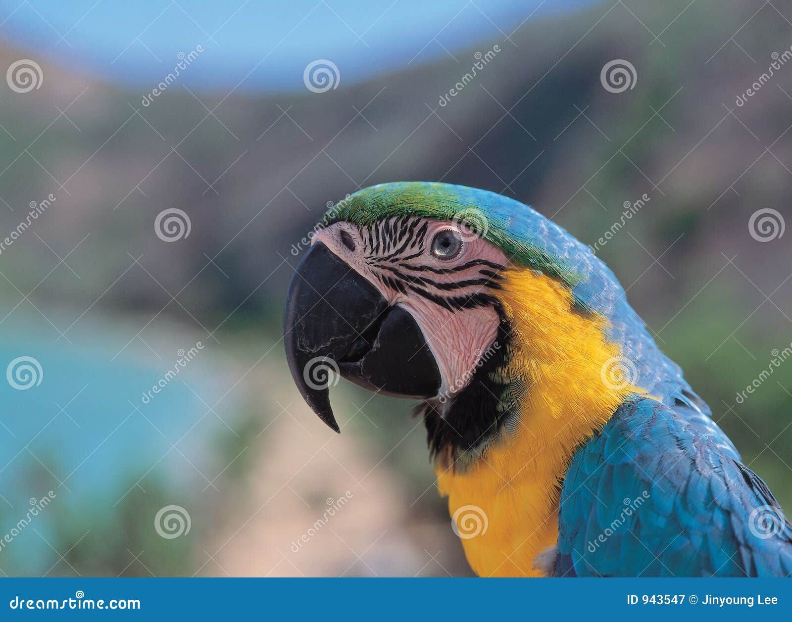 Glaring Bird stock image. Image of beak, outdoor, yellow - 943547 Glaring Bird stock image. Image of beak, outdoor, yellow - 943547