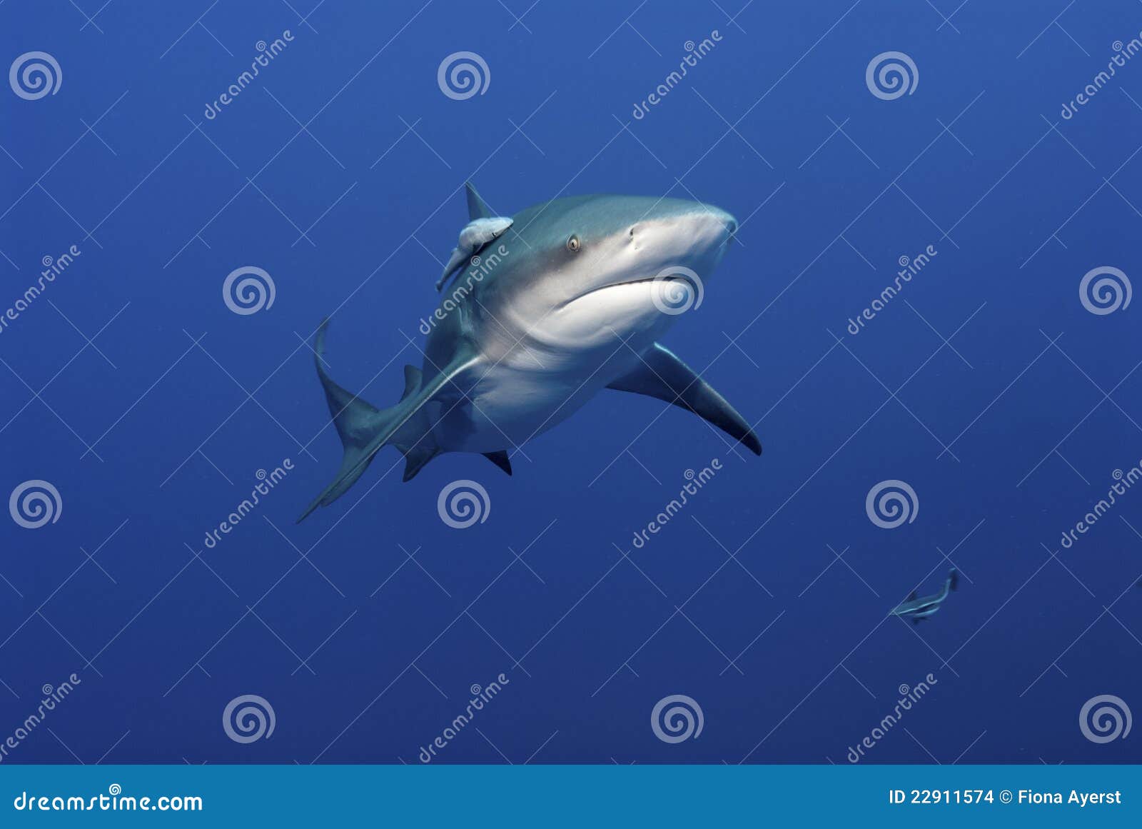 Bull Shark Swimming At The Aquarium Stock Image | CartoonDealer.com ...