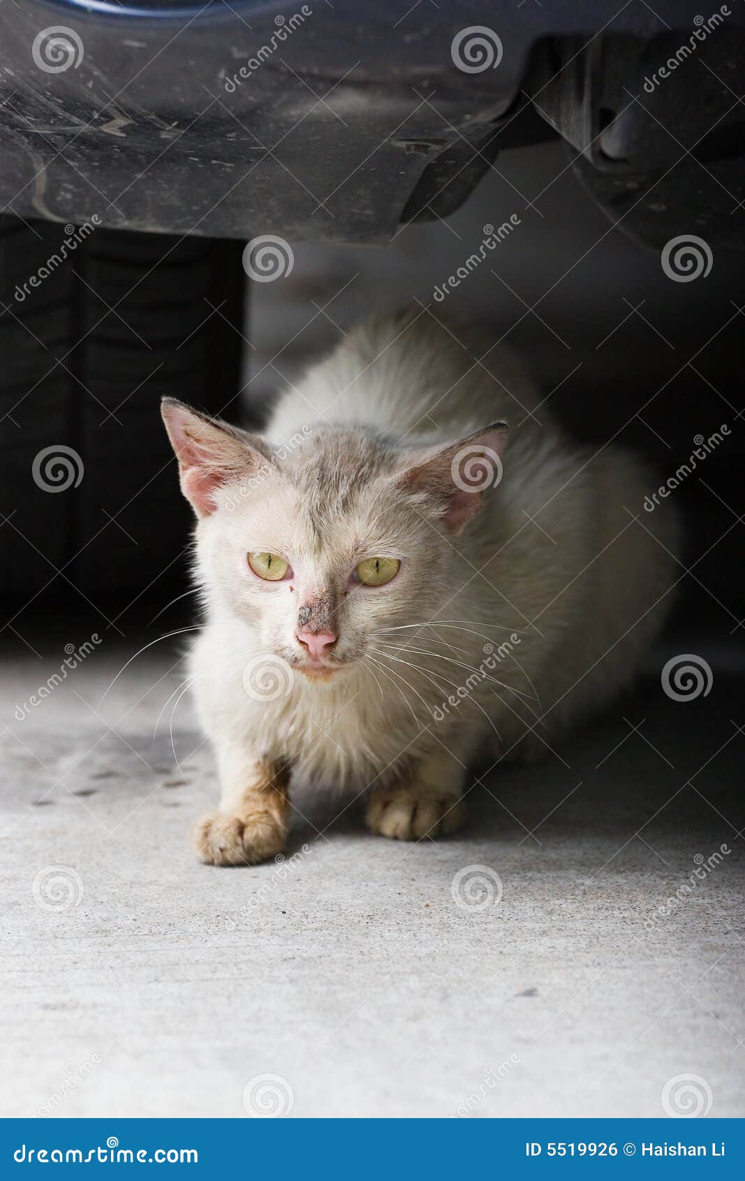 Glaring cat stock photo. Image of beautiful, interested - 5519926