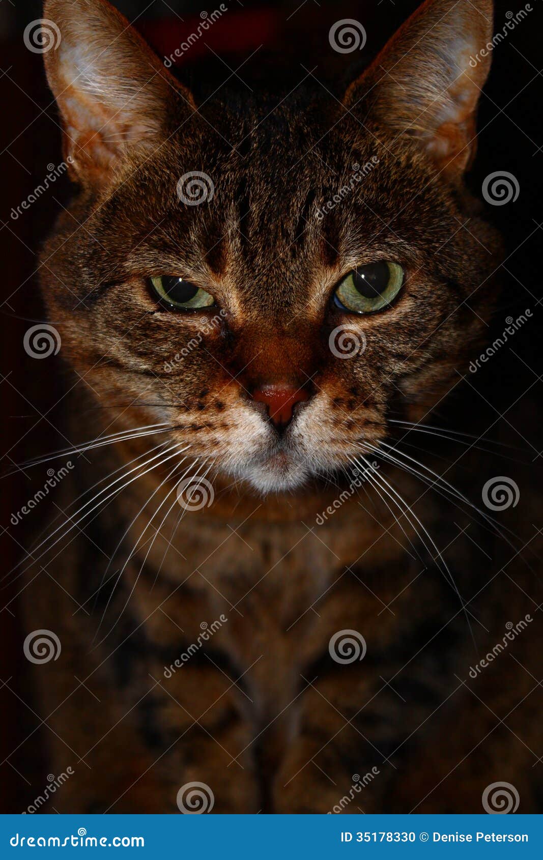 Glaring Cat stock photo. Image of whiskers, male, green - 35178330