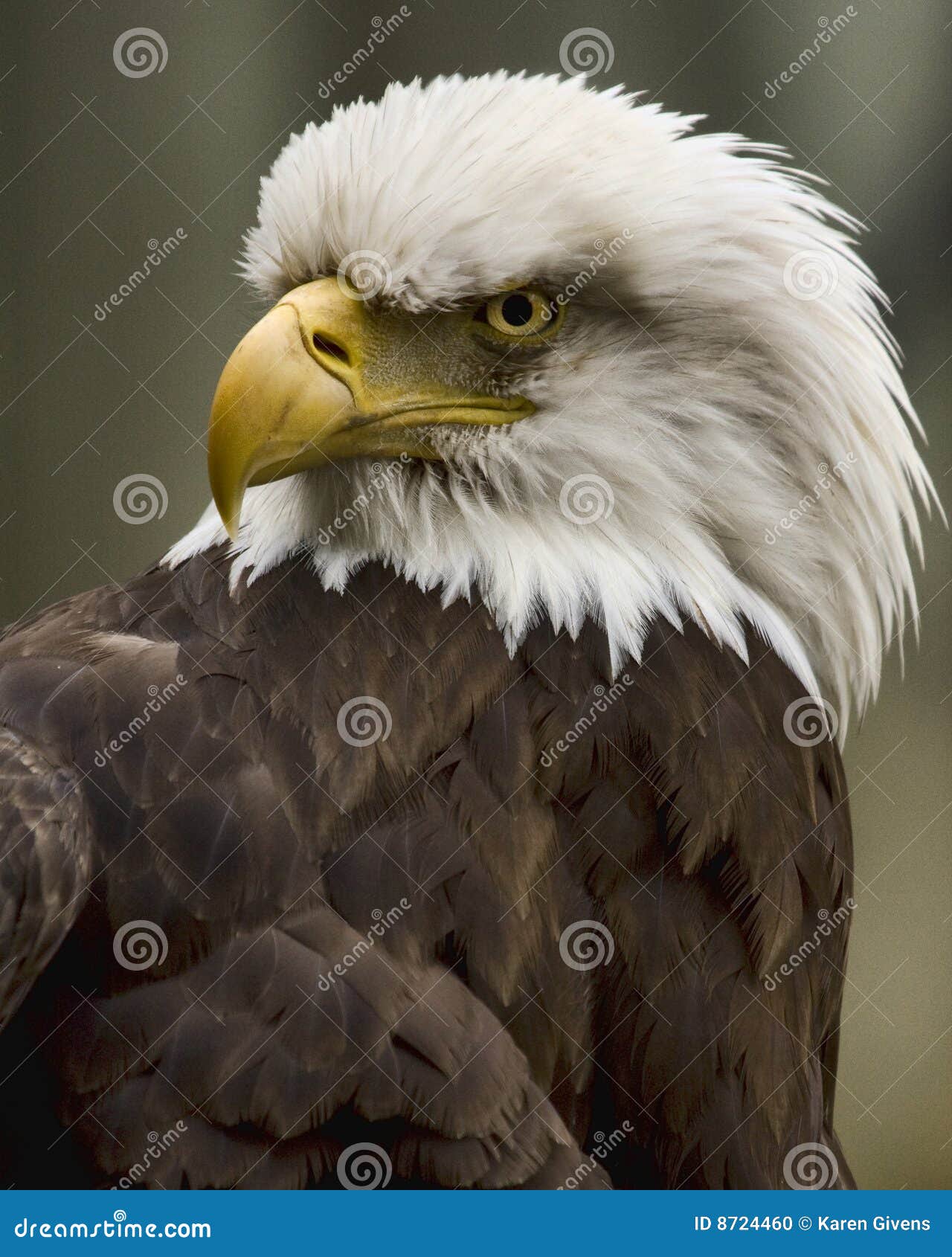 Glaring Eagle stock photo. Image of wildlife, captive - 8724460