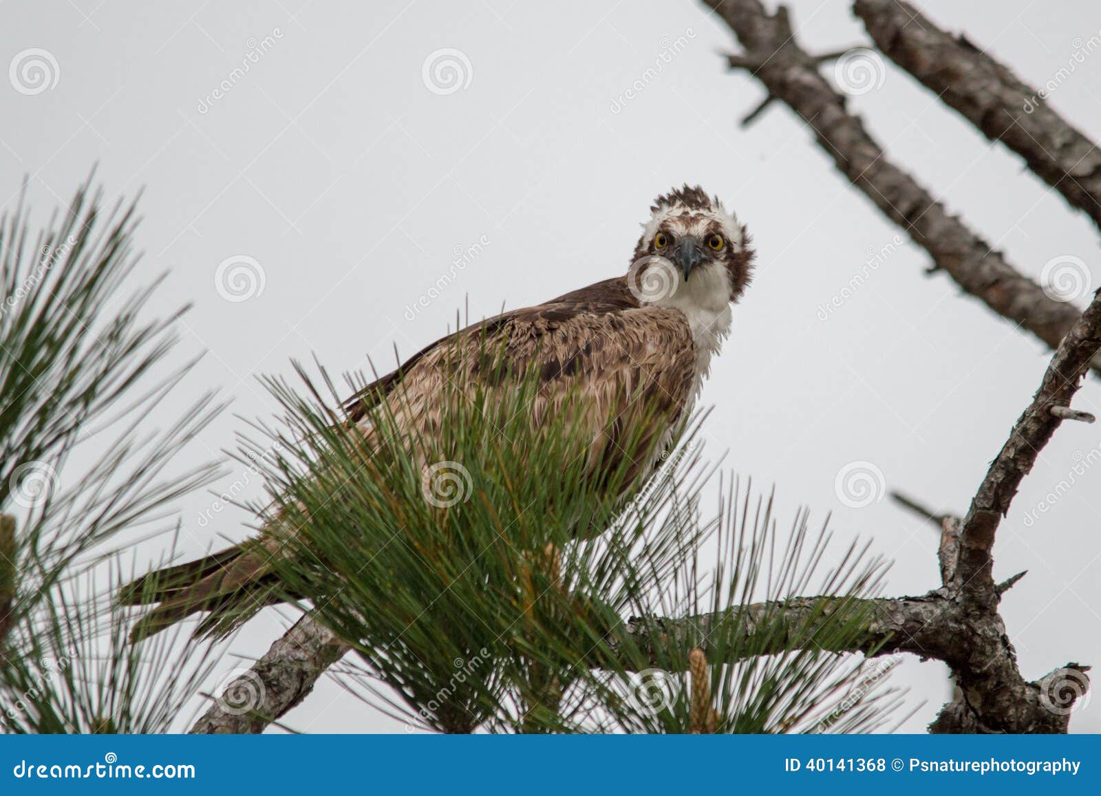 Glaring osprey stock photo. Image of osprey, perching - 40141368
