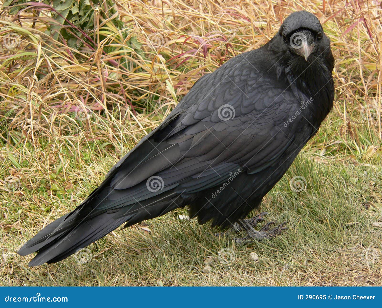 Glaring Raven stock image. Image of animal, omen, gaze - 290695