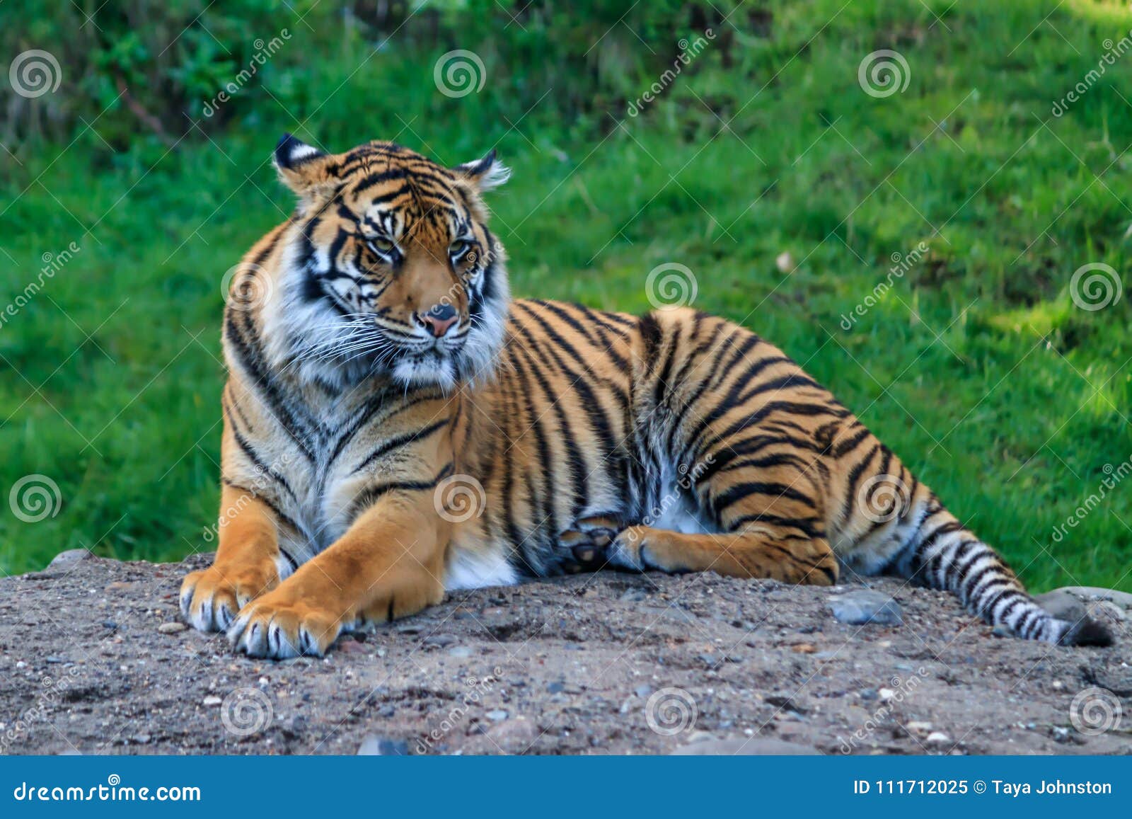 Glaring tiger laying down stock image. Image of mammal - 111712025