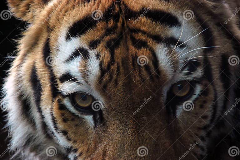 Glaring at You stock image. Image of endangered, specie - 5365501