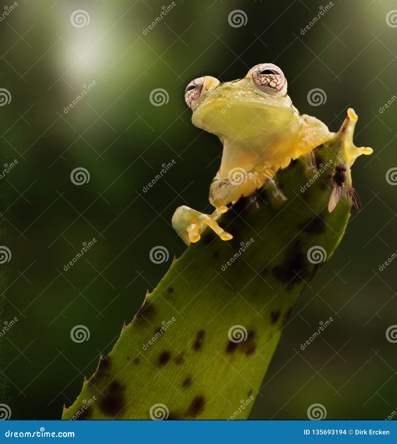 Glaskikker Op Blad in Het Regenwoud Van Amazonië Stock Foto - Image of ...