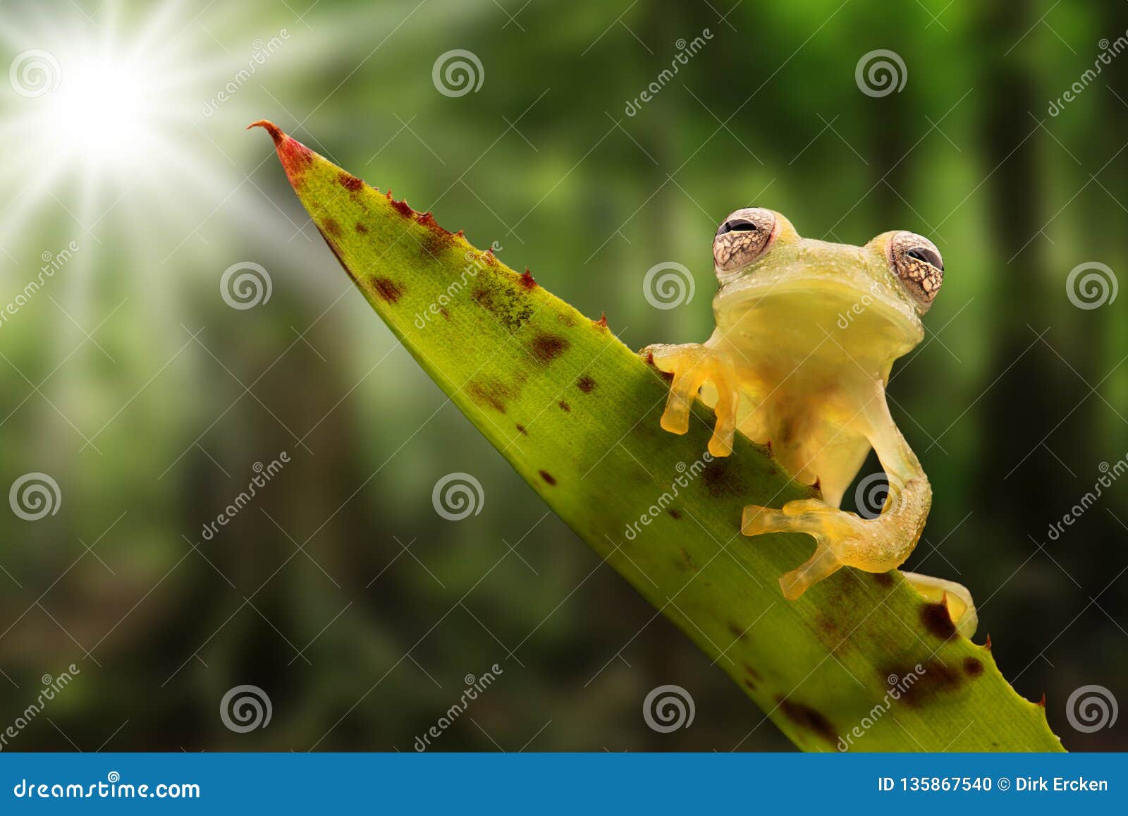 Glaskikker Op Blad in Het Regenwoud Van Amazonië Stock Foto - Image of ...