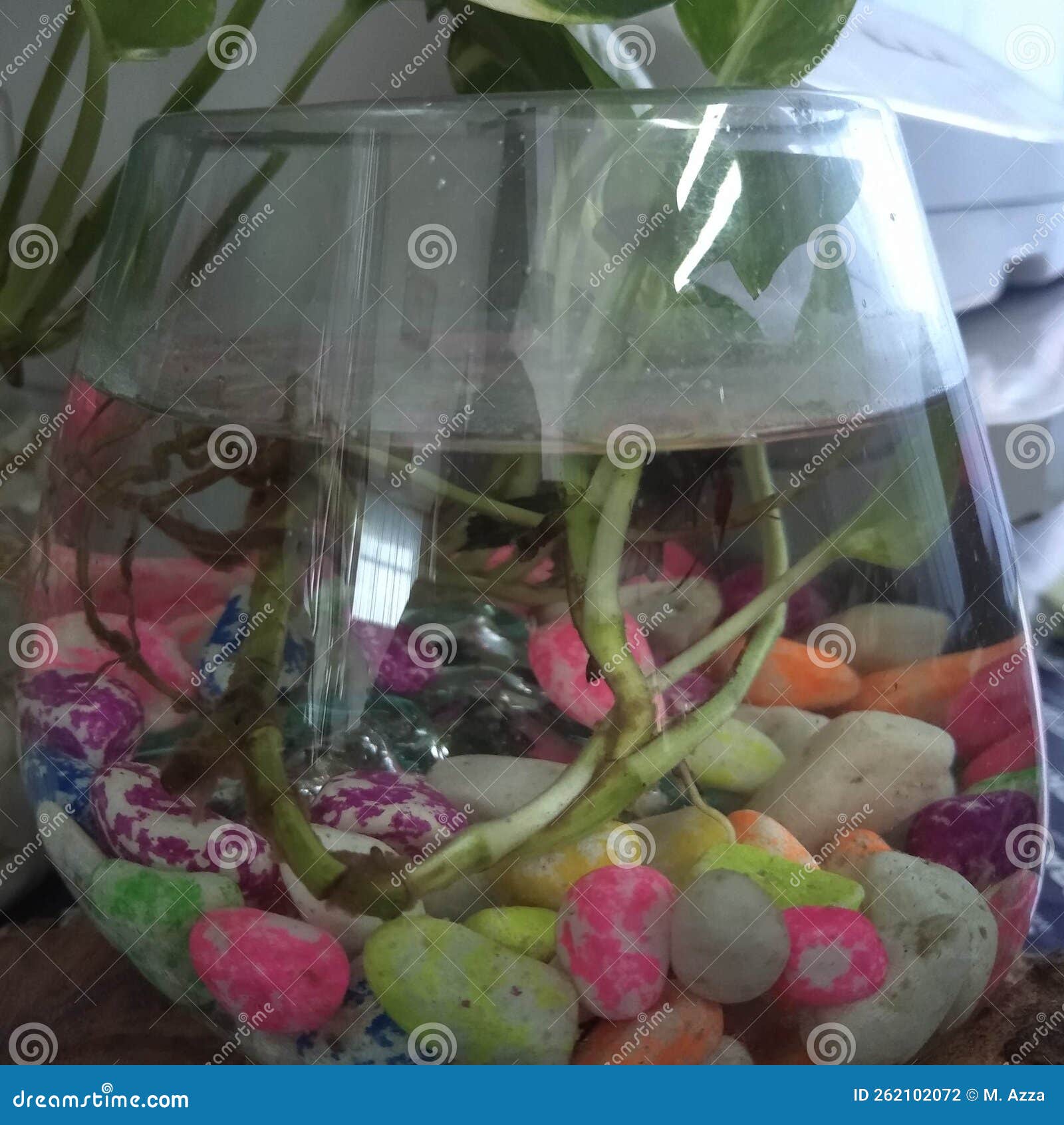 Glass Glass Aquarium for Betta Fish and Other Small Fish Stock Photo ...