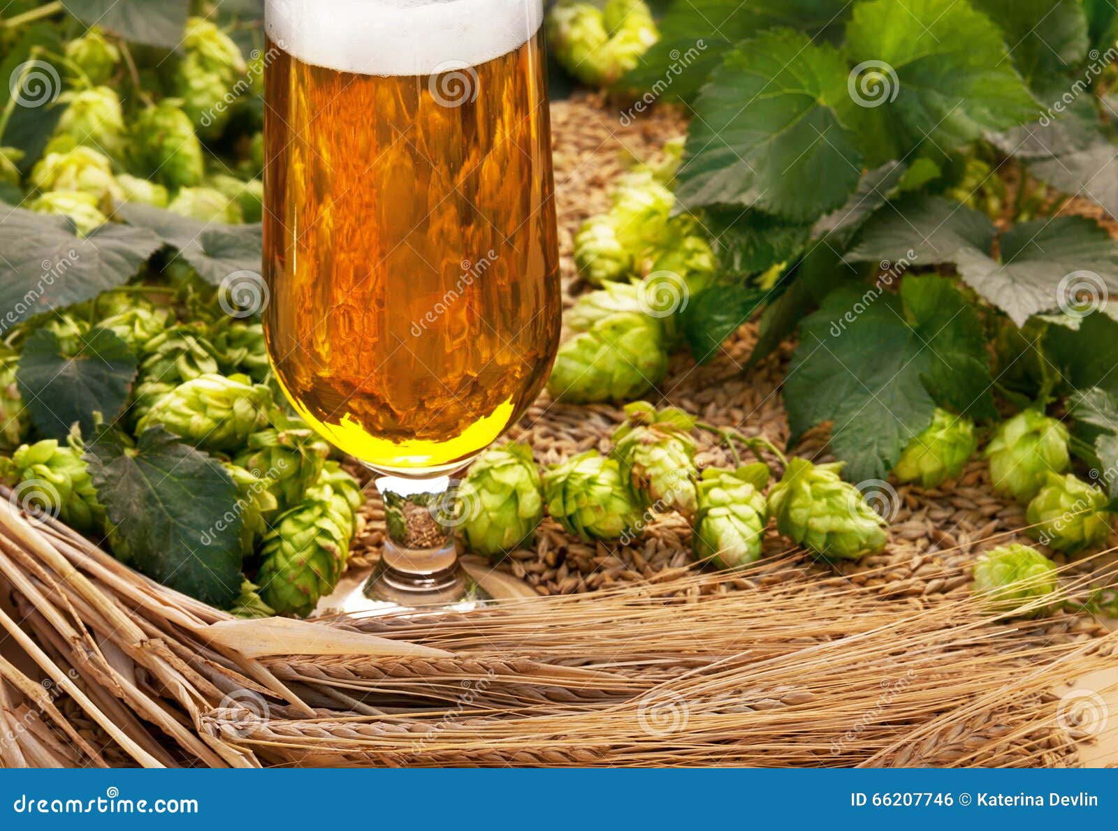 Glass of Beer with Hops and Barley Stock Photo - Image of wheat, barley ...