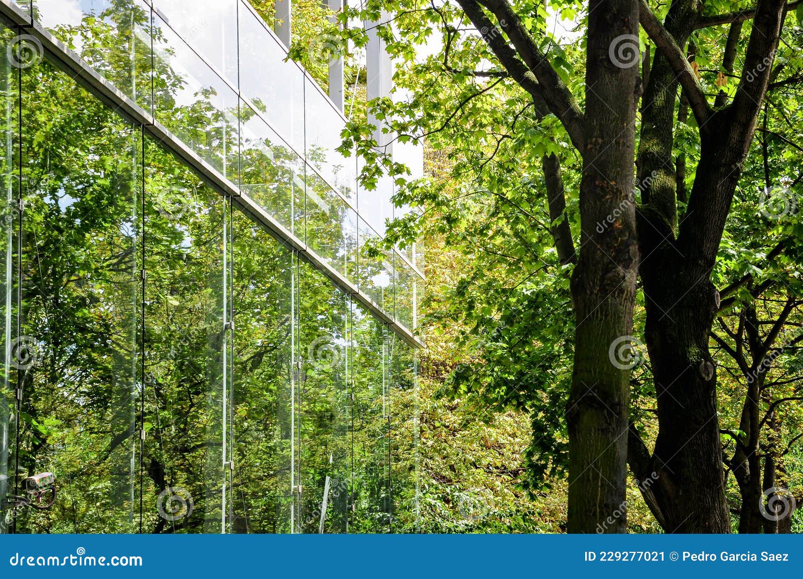 Glass Building Facade In Nature Reflecting Green Tree Leaves Royalty ...