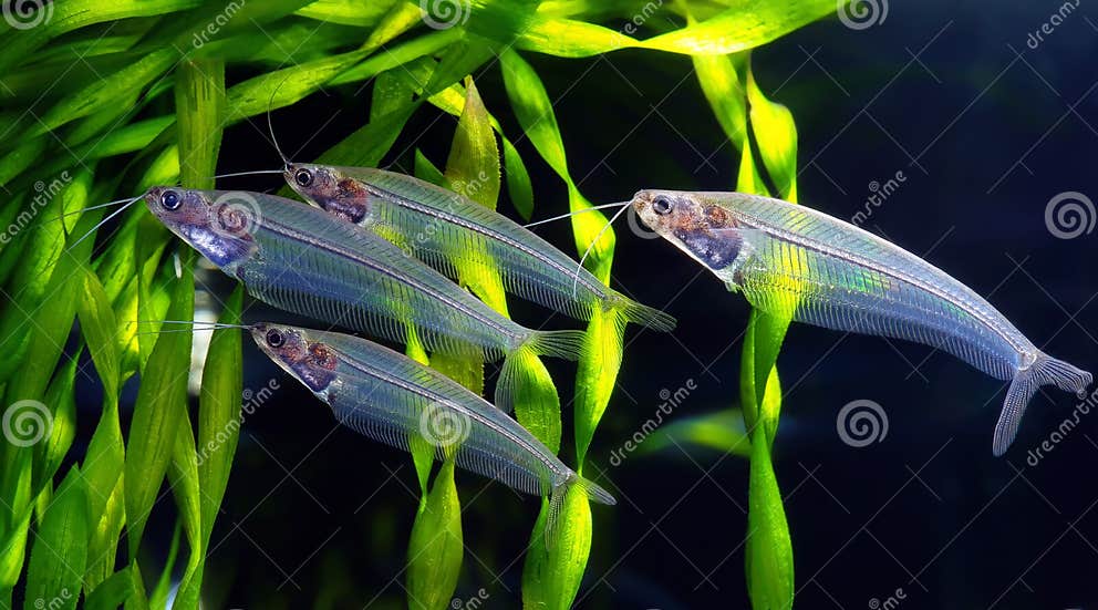 Glass catfish stock image. Image of fish, tropical, spine - 38010859