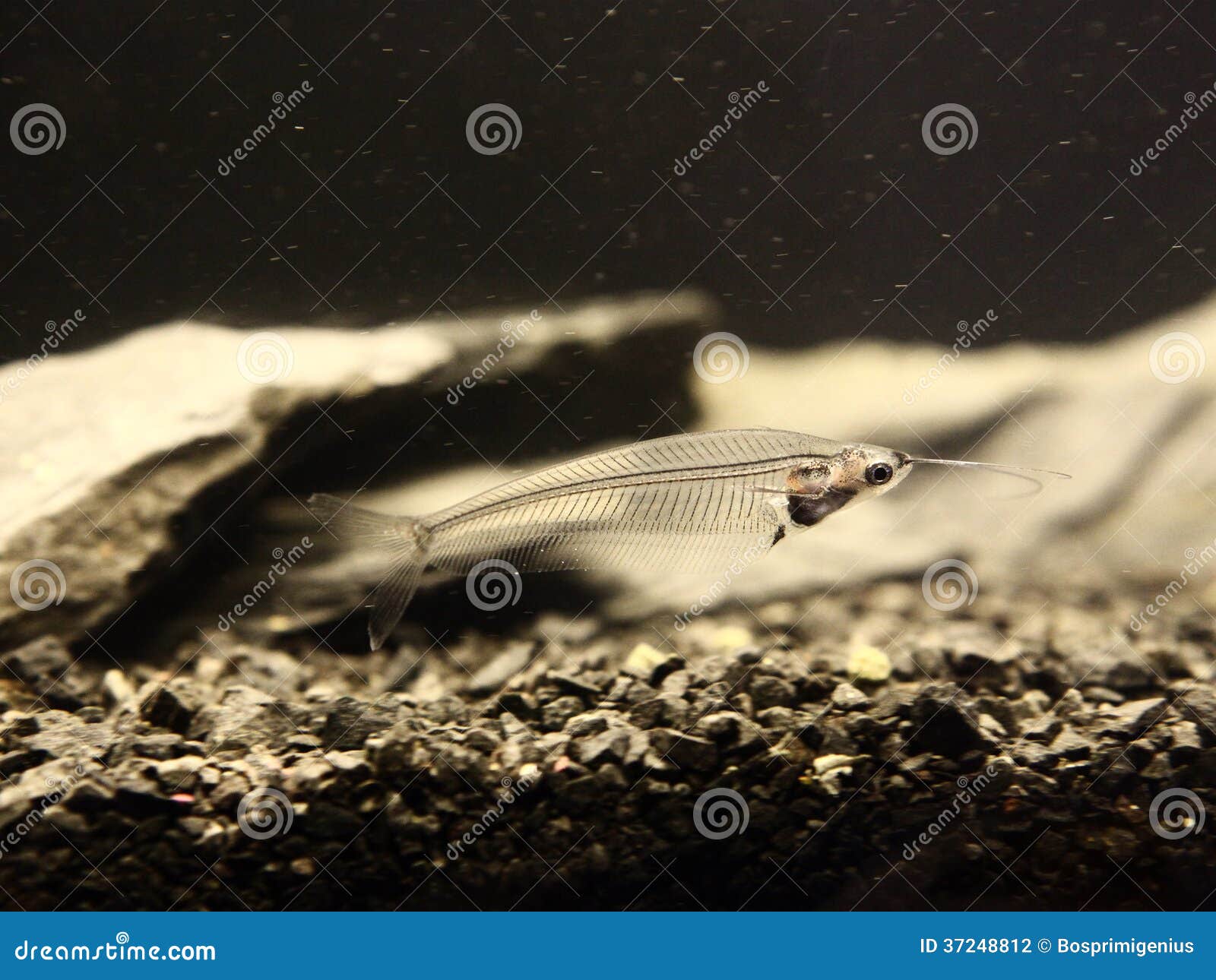 Glass Catfish stock photo. Image of aqua, blue, water - 37248812