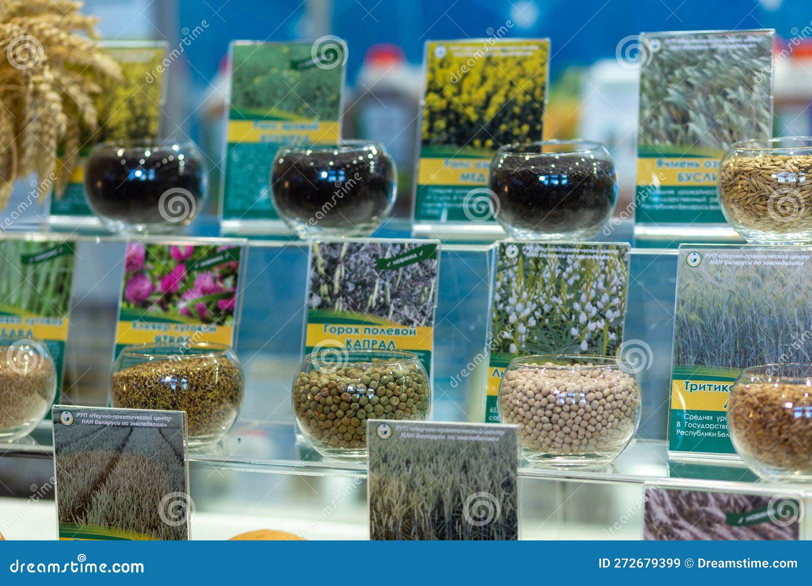 Glass Cups with Different Types of Seed Samples on Shelves Editorial ...