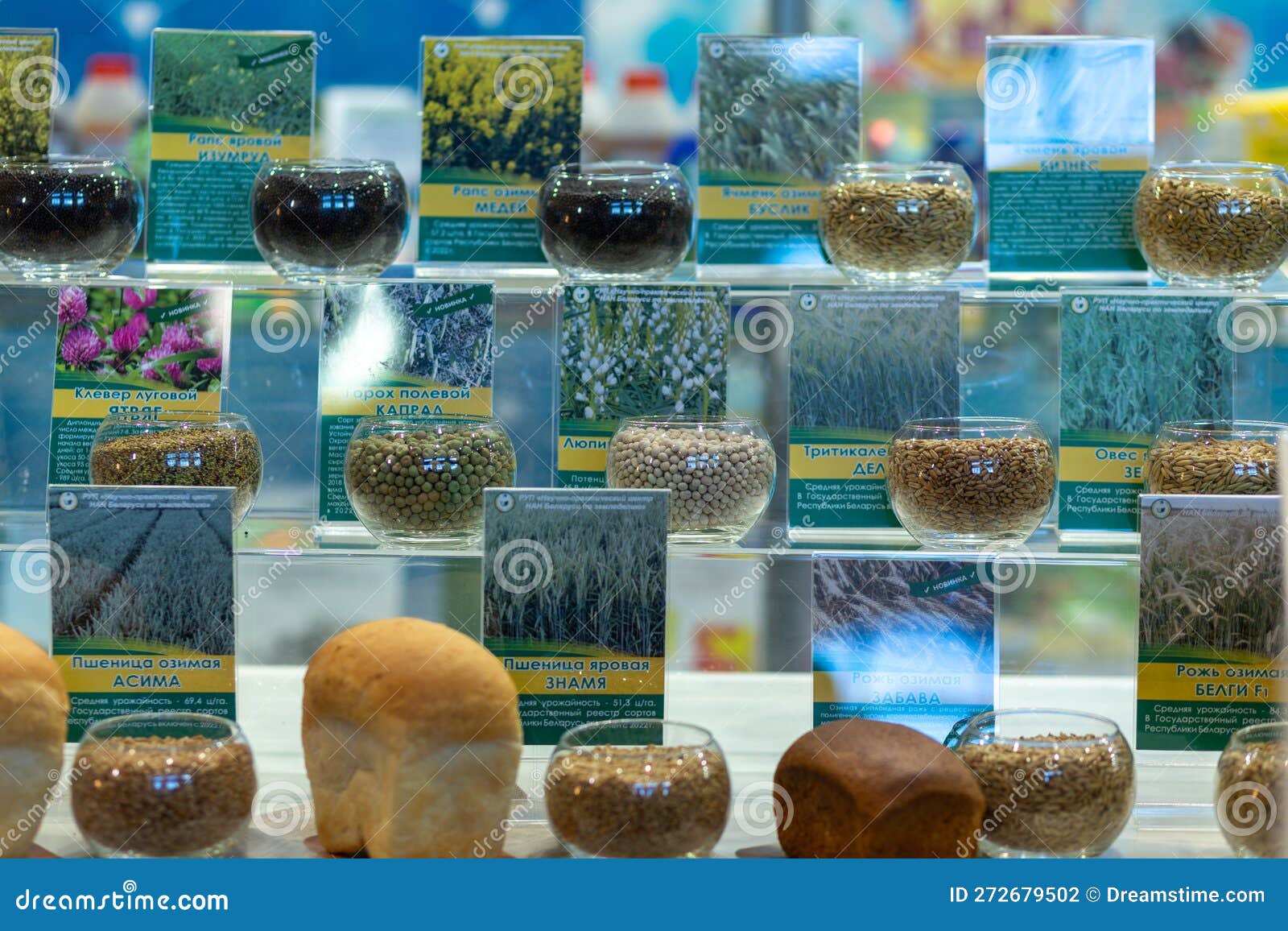 Glass Cups with Different Types of Seed Samples on Shelves Editorial ...