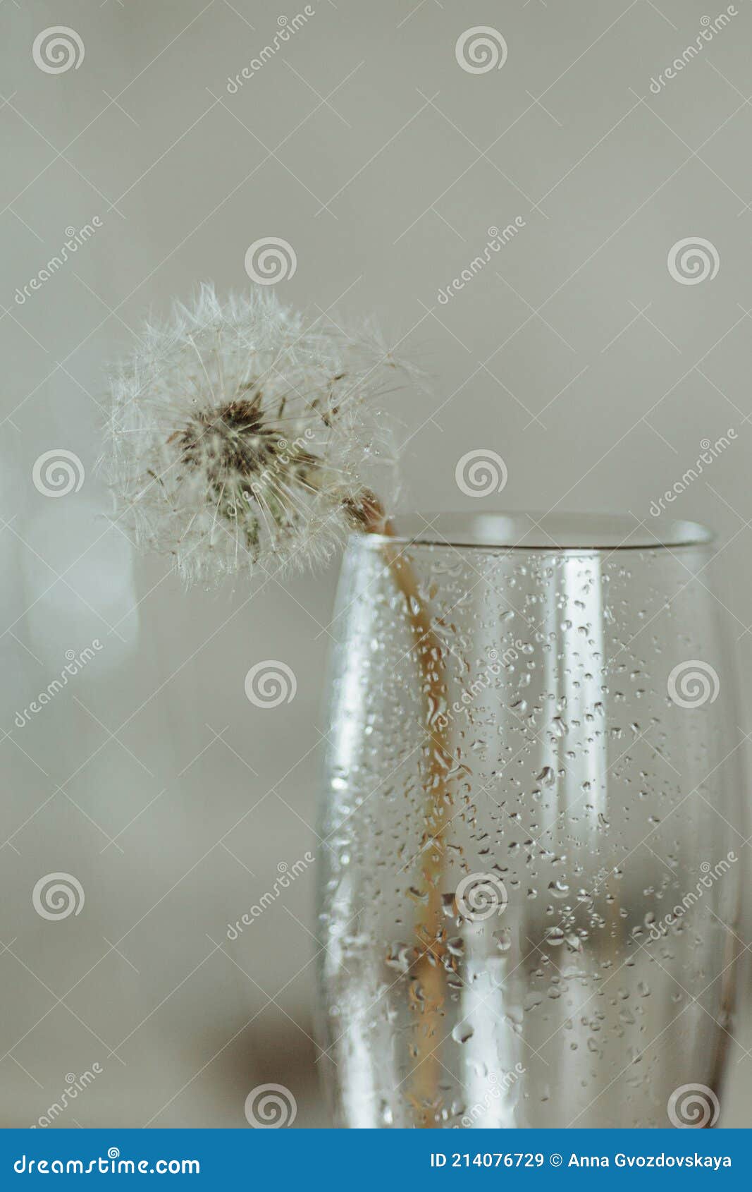 A Glass with a Dandelion. Splashing Water on the Glass. Stock Image ...
