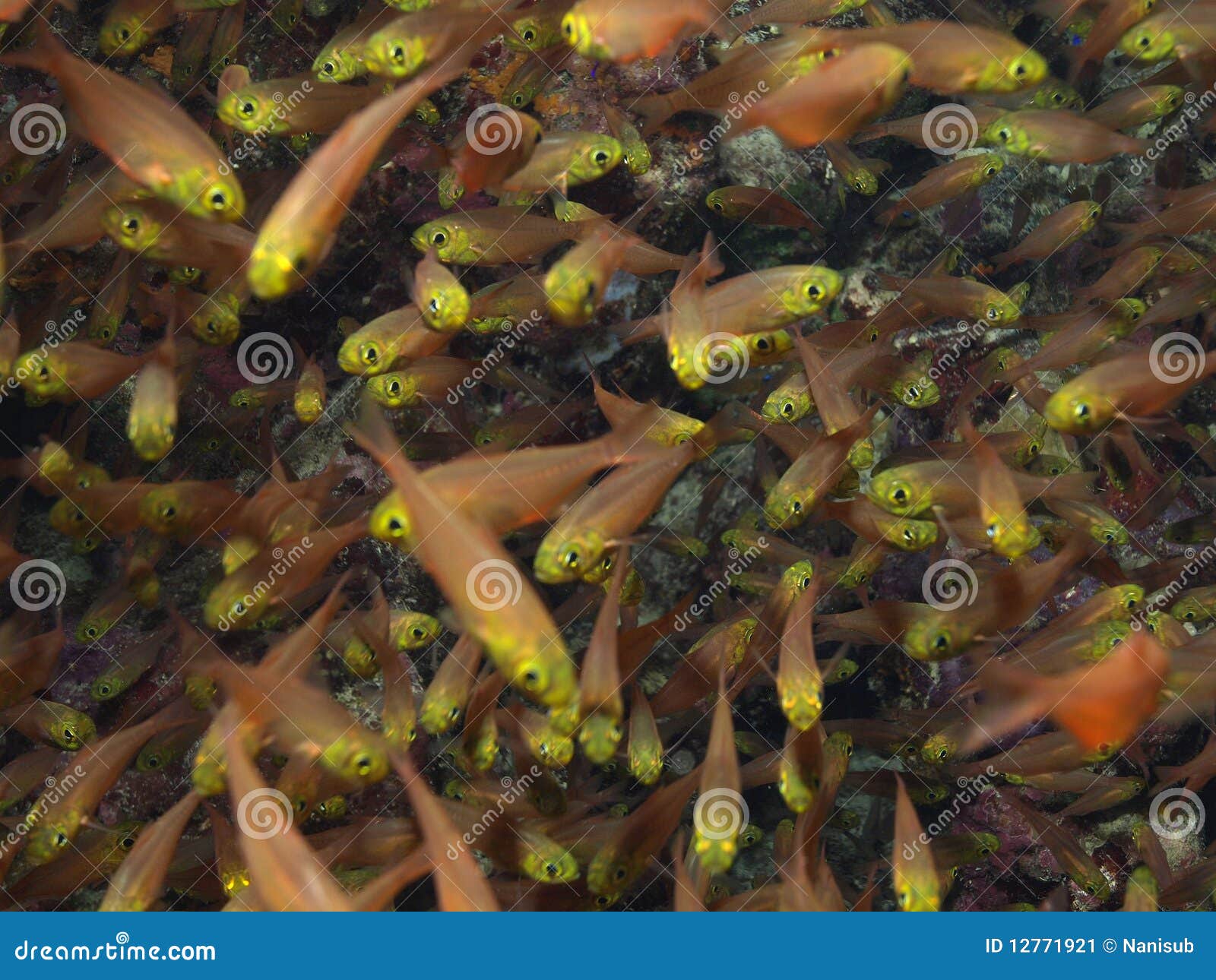 Glass fish stock image. Image of brown, action, brother - 12771921