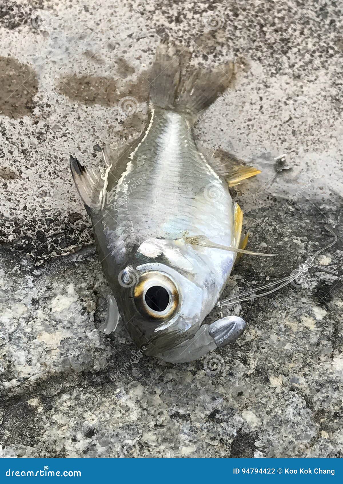 Glass Fish Caught on Rubber Lure Stock Photo - Image of glass, lure ...