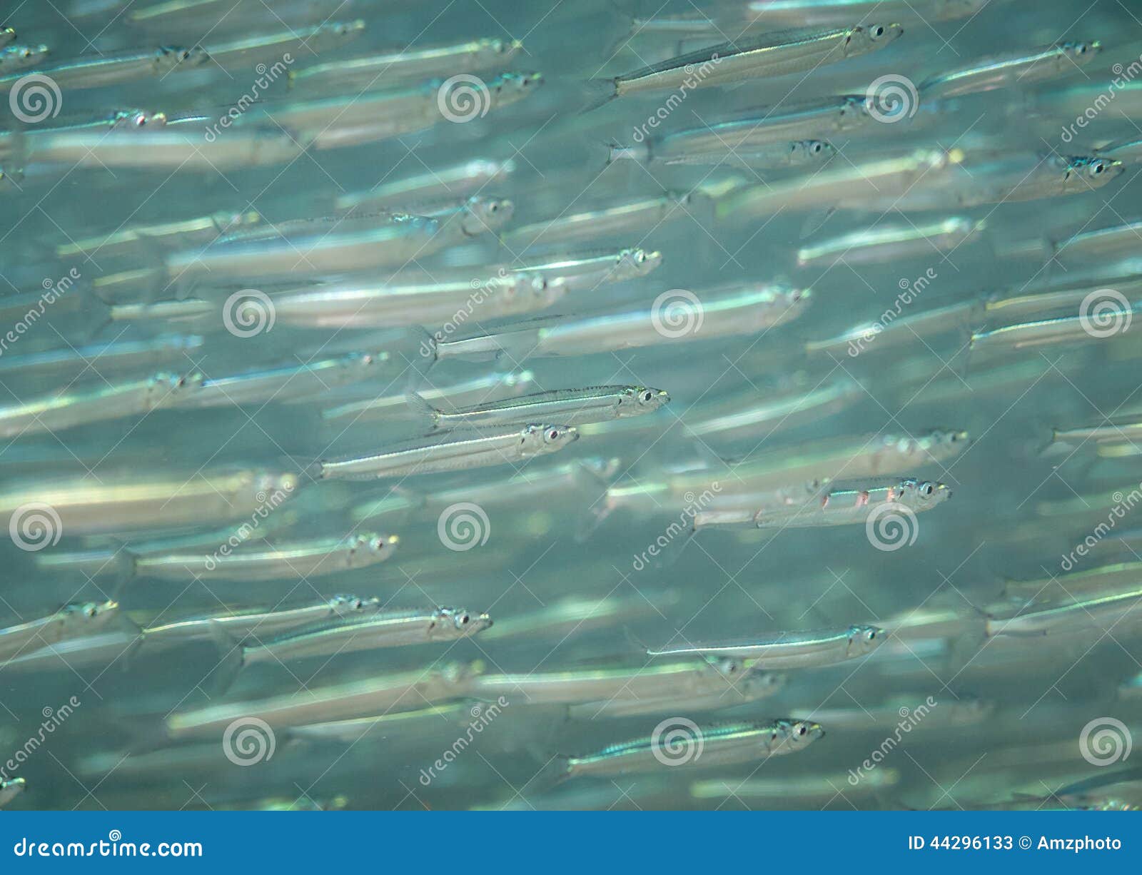 Glass Fish stock image. Image of diving, divespot, aligned - 44296133